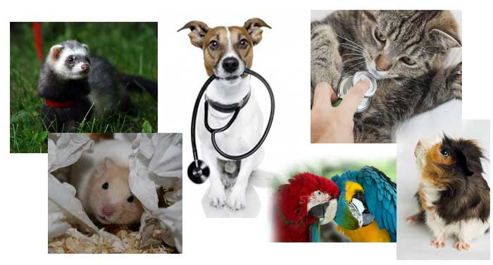 Cats Dogs Small Animal Veterinarian Care Cherokee Animal Clinic Rusk Texas